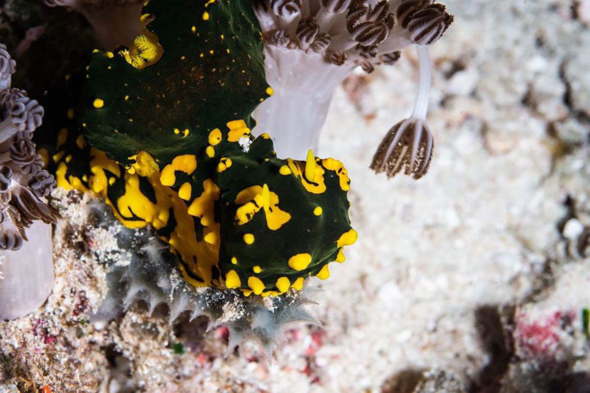Marine Ecosystems Awareness - Narked Scuba
